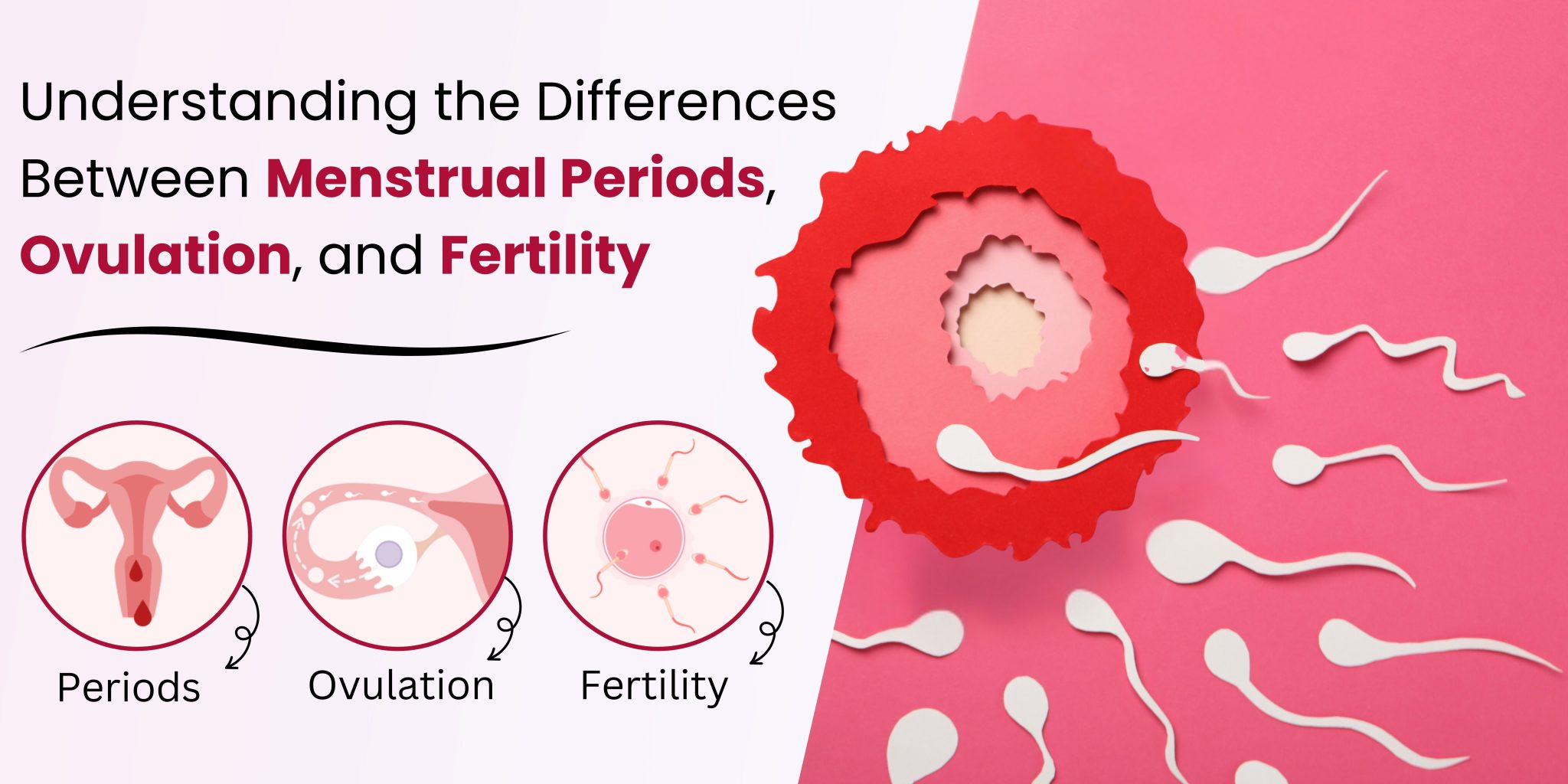 Understanding Menstrual Cycle, Ovulation, and Fertility