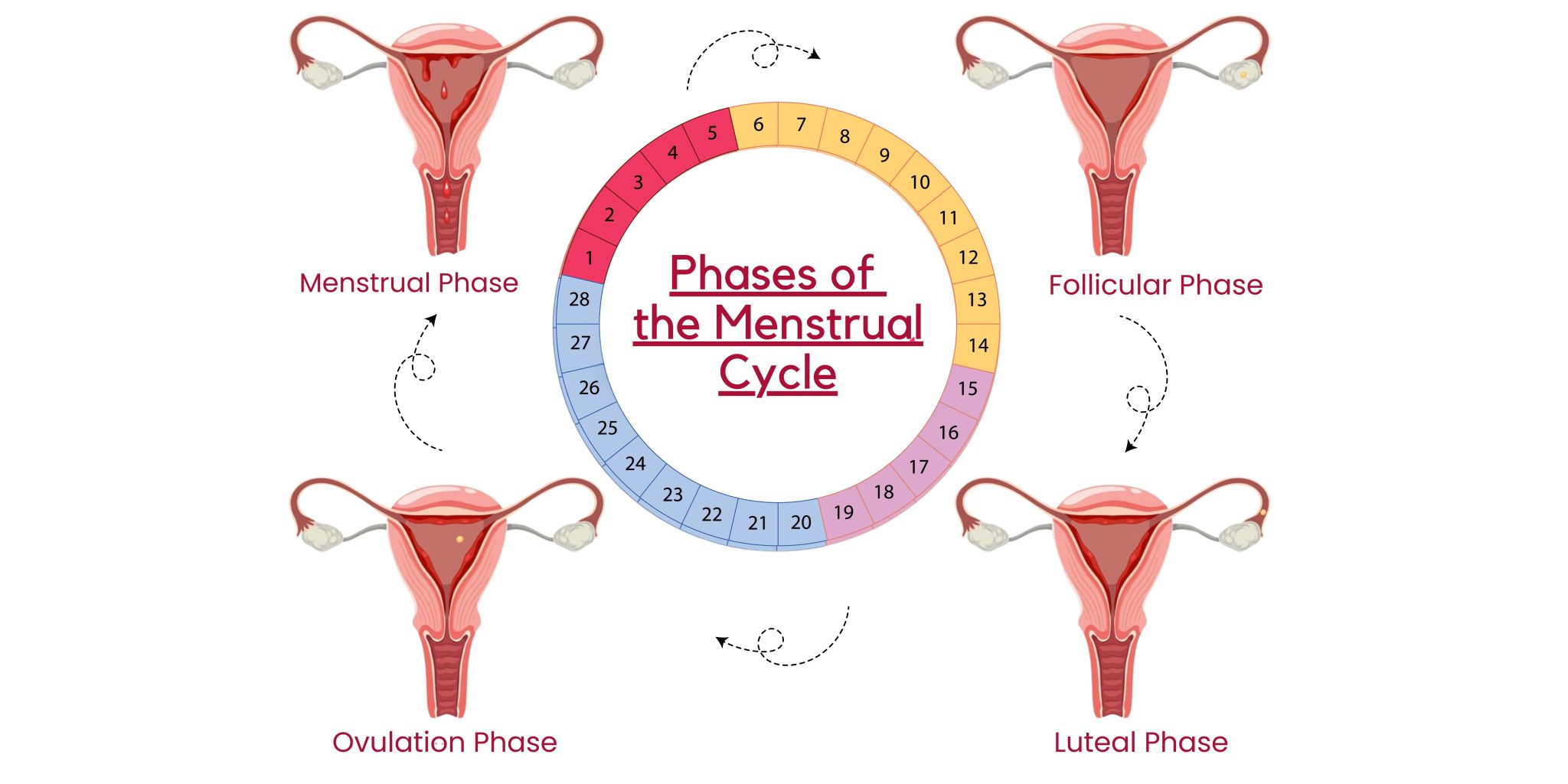 Menstrual Cycle: Types of Periods & Their Impact on Fertility